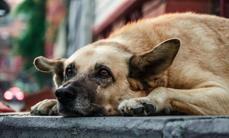 Pode alimentar animais de rua nas áreas comuns do condomínio?